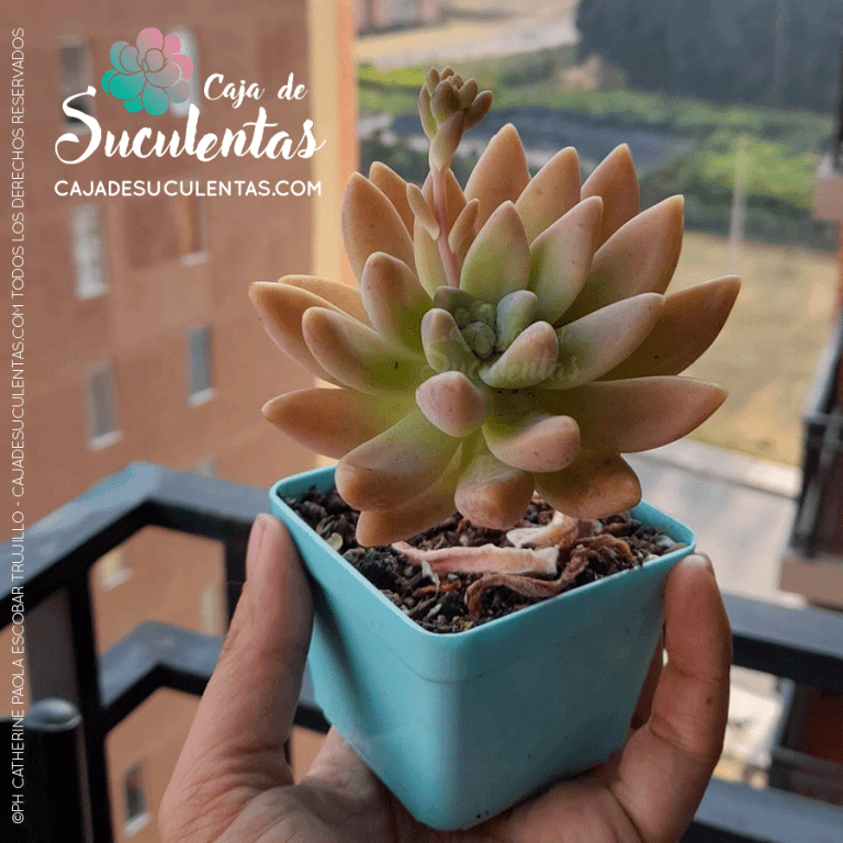 Suculenta Graptosedum Francesco Baldi - Caja De Suculentas y Plantas ...