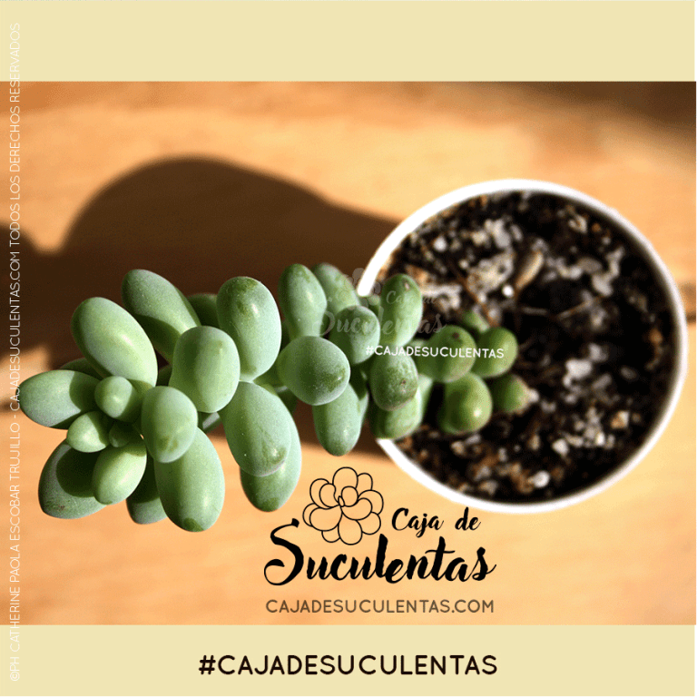 Identificar Suculenta Sedum Burrito - Caja De Suculentas y Plantas ...
